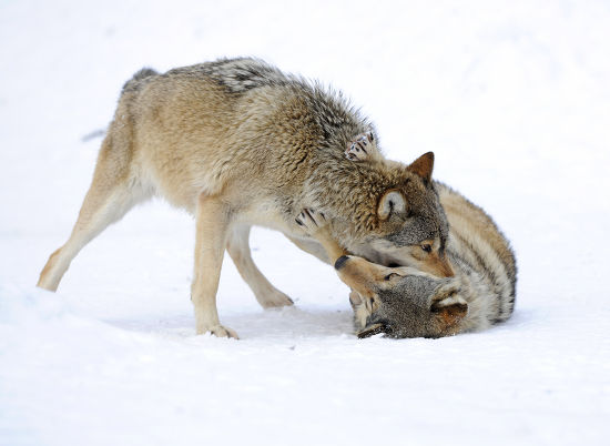Fighting Playing Wolves Cub Mackenzie Wolf Editorial Stock Photo ...