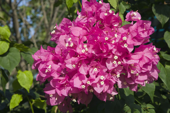 Bougainvillea Flowers Island Ko Lanta Koh Editorial Stock Photo - Stock ...