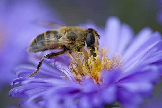 Dronefly Drone Fly Eristalis Tenax Thuringia Editorial Stock Photo ...