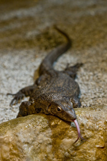 Dumerils Monitor Varanus Dumerilii Editorial Stock Photo - Stock Image ...