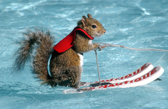 Twiggy Water Skiing Squirrel Showing Off Editorial Stock Photo - Stock ...