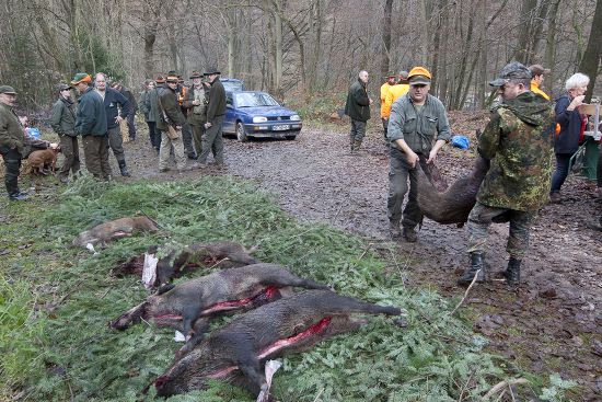 Driven Hunt Battue Wild Boars Odenwald Editorial Stock Photo - Stock ...