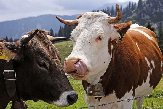Two Alp Cows Showing Affection Bavarian Editorial Stock Photo - Stock ...