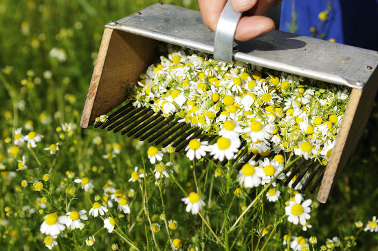 Chamomile Rake Herb Farm Pflegerhof Farm Editorial Stock Photo - Stock ...