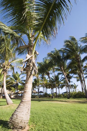 Palm Trees Near Playa Caribe On Editorial Stock Photo - Stock Image ...
