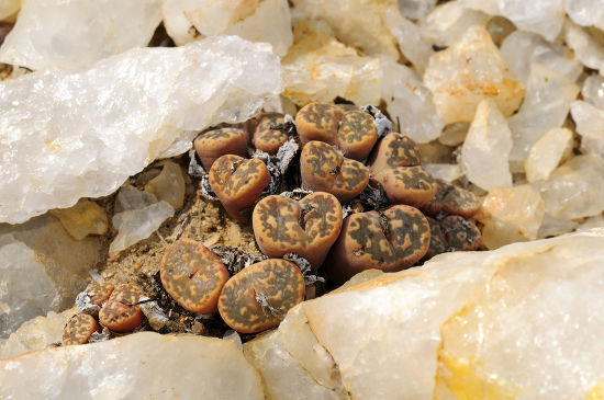 Conophytum Sp Habitat Near Springbok Namaqualand Editorial Stock Photo ...