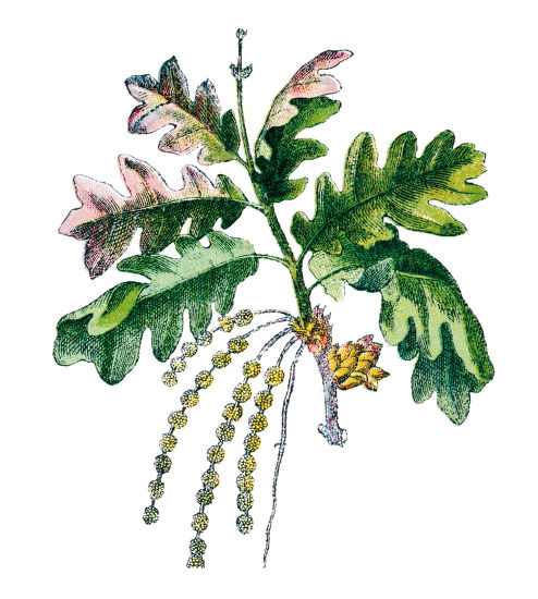 Winter Holm Oak Historical Illustration Palitzsch Editorial Stock Photo ...