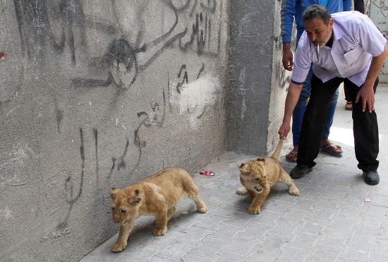 Saad Aljamal Plays His Two Lion Editorial Stock Photo - Stock Image ...
