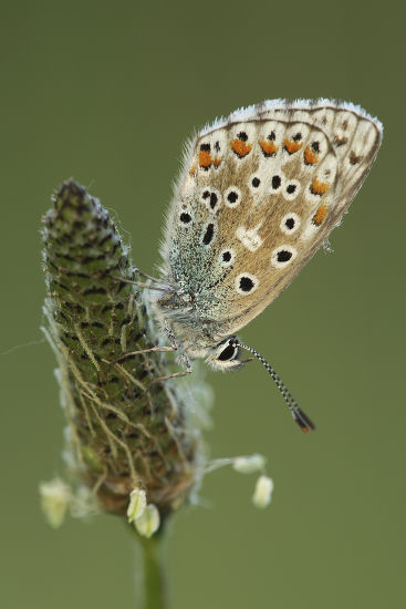 Adonis Blue Lysandra Bellargus Editorial Stock Photo - Stock Image ...