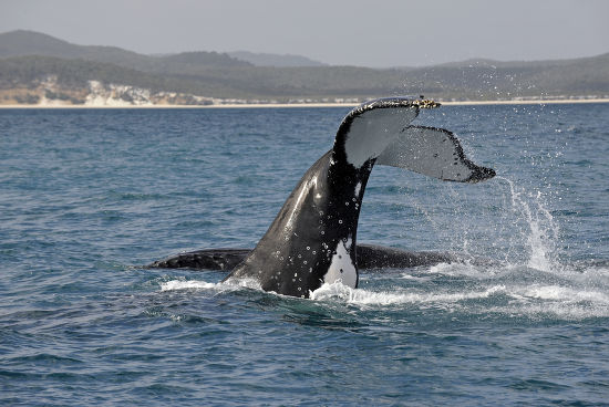 Speciesspecific Tail Slap Slap Tail Fin Editorial Stock Photo - Stock ...