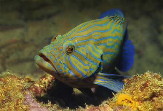 Blue Stripe Grouper Cephalopholis Formosa Coral Editorial Stock Photo ...