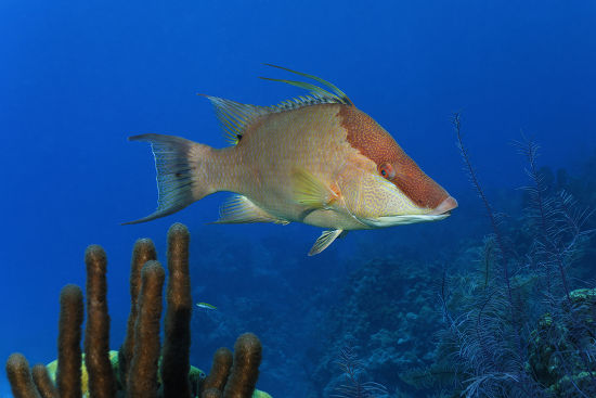 Hogfish Lachnolaimus Maximus Side Front Coral Editorial Stock Photo ...