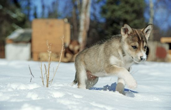 Sled Dog Husky Puppy Stomping Through Editorial Stock Photo - Stock ...