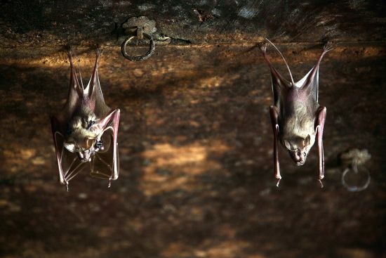 Bats On Ceilings Old Havelis Persian Editorial Stock Photo - Stock ...