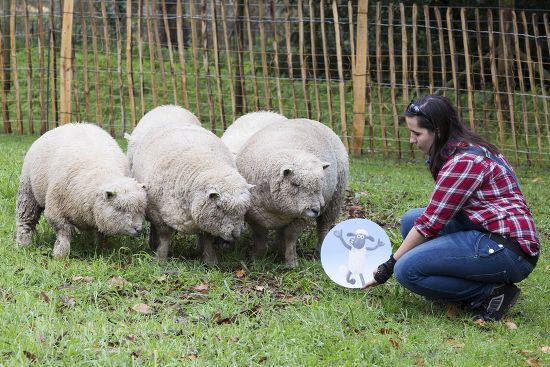 Shepherdess Ellie Burch 22 Flock Five Editorial Stock Photo - Stock ...
