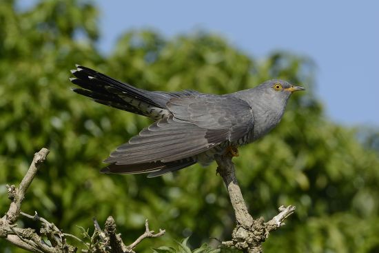 Common Cuckoo Cuculus Canorus Adult Male Editorial Stock Photo - Stock ...