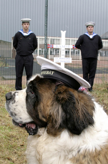 Ceremony Honour Bamse St Bernard Who Foto Stok Editorial - Gambar Stok ...