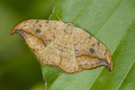 Pebble Hooktip Drepana Falcataria Adult Resting Editorial Stock Photo ...