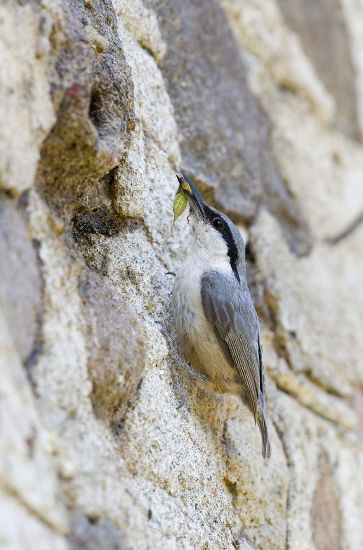 Western Rock Nuthatch Sitta Neumayer Editorial Stock Photo - Stock ...