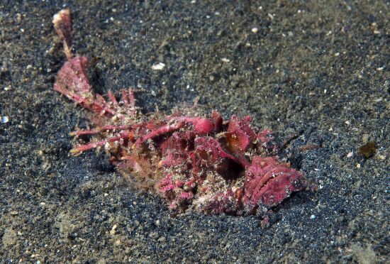 Bearded Ghoul Fish Spiny Devilfish Inimicus Editorial Stock Photo ...