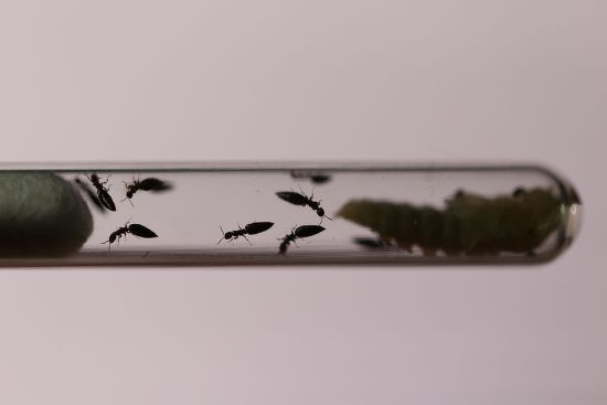 Wasp Larvae Put Into Tube Eat Editorial Stock Photo - Stock Image ...