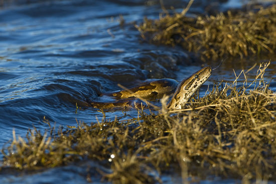 Natal Rock Python Python Natalensis Swimming Editorial Stock Photo ...
