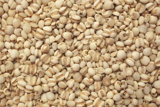 Seeds Medicinal Plant Adlay Adlay Millet Editorial Stock Photo - Stock ...