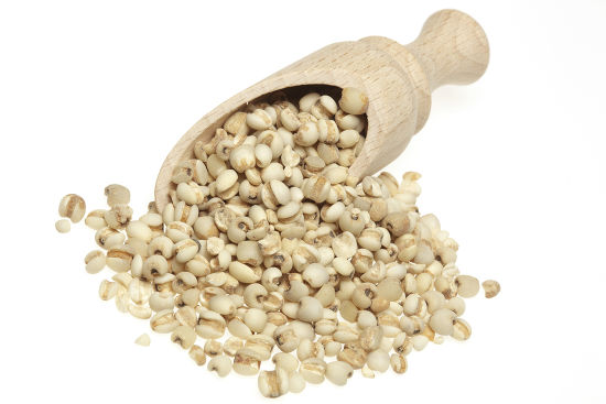 Seeds Medicinal Plant Adlay Adlay Millet Editorial Stock Photo - Stock ...