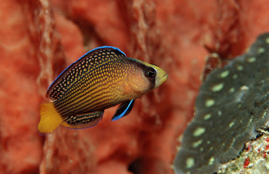 Splendid Dottyback Pseudochromis Splendens Indonesia Raja Editorial ...