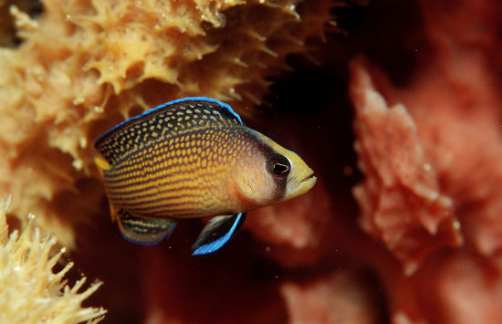 Splendid Dottyback Pseudochromis Splendens Indonesia Raja Editorial ...