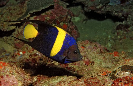 Arabian Angelfish Pomacanthus Asfur Djibouti Afar Editorial Stock Photo ...