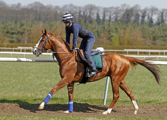 California Chrome Robbie Mills Having His Editorial Stock Photo - Stock ...