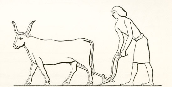 Ploughing Oxen Ancient Egypt Imperial Bible Editorial Stock Photo ...