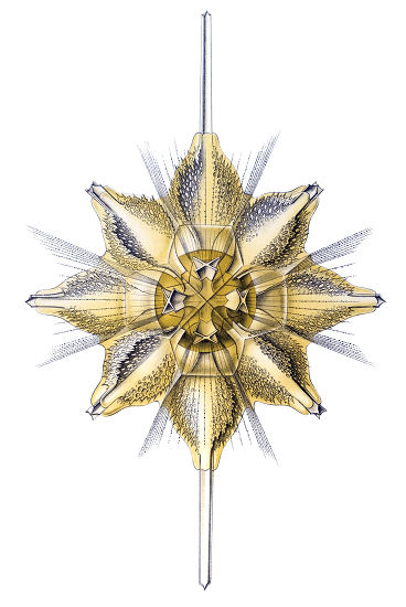 Titel Acanthometra Radiolarian Marine Protozoa Desctiption Editorial ...