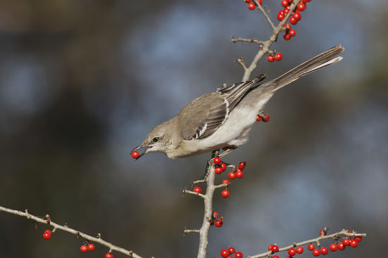 Northern Mockingbird Mimus Polyglottos Adult Eating Editorial Stock ...