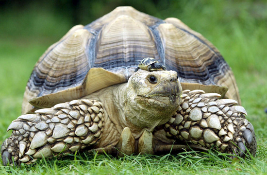 Bramble Baby Tortoise Hitching Ride On Editorial Stock Photo - Stock ...