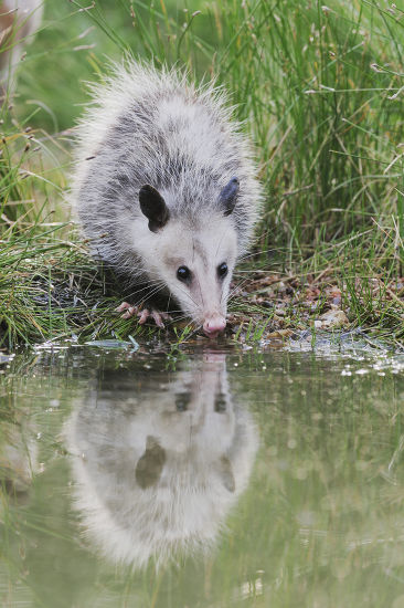 Virginia Opossum Didelphis Virginiana Young Drinking Editorial Stock ...