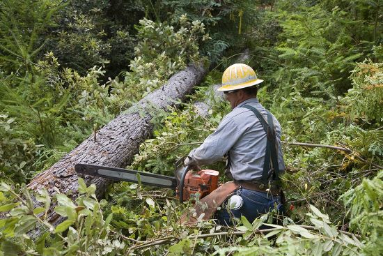 Worker Logging Redwoods Fort Bragg Northern Editorial Stock Photo ...