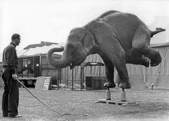 Historic Photograph Elephant Performing Handstand On Editorial Stock ...