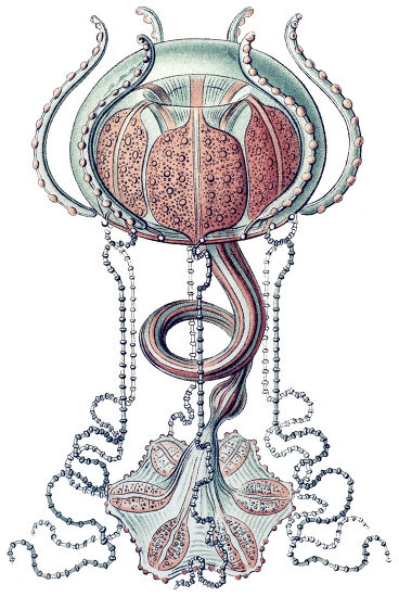 Historic Illustration Jellyfish Trachymedusae Tablet 26 Editorial Stock ...