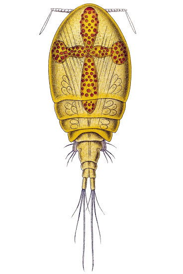Historic Illustration Copepod Copepoda Female Tablet Editorial Stock ...