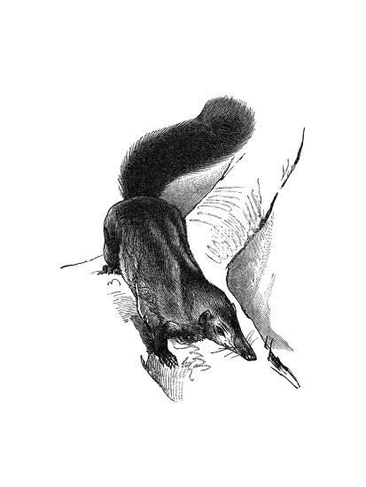 Woodcut Treeshrew Scandentia Editorial Stock Photo - Stock Image ...