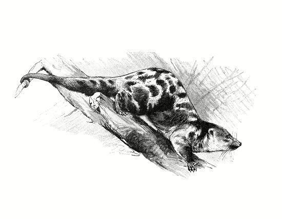 Woodcut Blackspotted Cuscus Spilocuscus Rufoniger Editorial Stock Photo ...