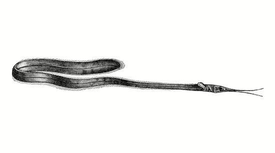 Woodcut Snipe Eel Nemichthys Infans Editorial Stock Photo - Stock Image ...