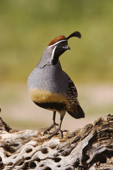 Gambels Quail Callipepla Gambelii Male Tucson Editorial Stock Photo ...