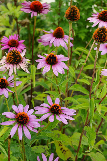Eastern Purple Coneflower Echinacea Purpurea Editorial Stock Photo ...