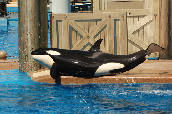 Orca Show Seaworld Adventure Park Orlando Editorial Stock Photo - Stock ...