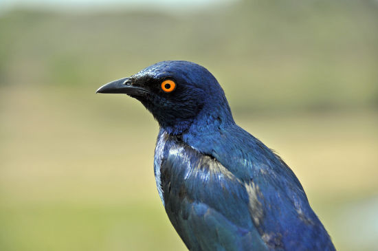Blueheaded Crested Flycatcher Melaenornis Pammelaina ...