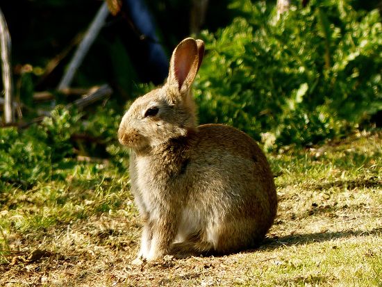 Rabbit Enjoys Sunshine Chewton Bunny Nature Editorial Stock Photo ...