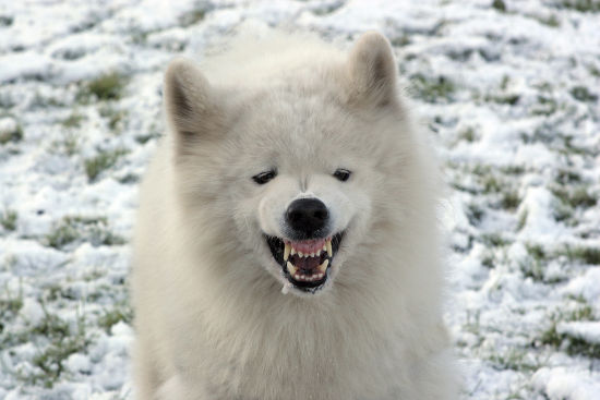 Angry Samoyed Growling Showing Teeth Editorial Stock Photo - Stock ...